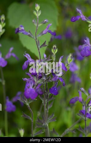 Salvia 'Blue Note' Stock Photo - Alamy