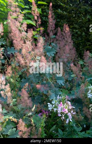 Macleaya microcarpa 'Spetchley Ruby' Stock Photo - Alamy