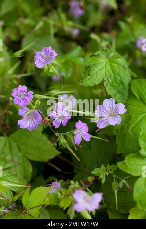 Geranium sanguineum 'Little bead' Stock Photo - Alamy