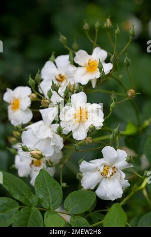 White flowers and leaves of the Multiflora Rosa invasive plant in ...