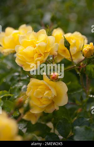 Rosa The Simple Life 'Hartrifle' Stock Photo - Alamy