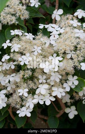 Hydrangea anomala ssp petiolaris Stock Photo - Alamy
