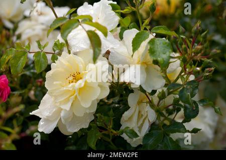 Rosa The Simple Life 'Hartrifle' Stock Photo - Alamy