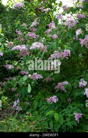 Syringa x prestoniae 'Audrey' Stock Photo - Alamy