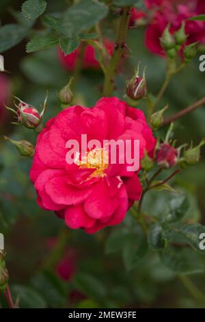 Rosa Henry Kelsey Stock Photo - Alamy