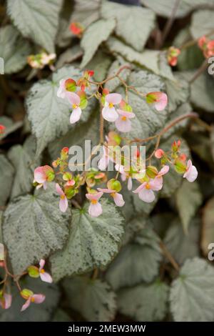 Begonia 'Queen Olympus' Stock Photo - Alamy