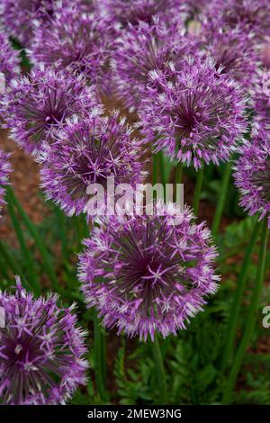 Allium 'Early Emperor' Stock Photo - Alamy