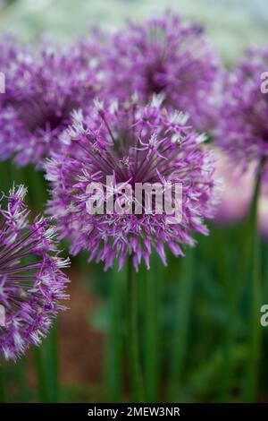 Allium 'Early Emperor' Stock Photo - Alamy