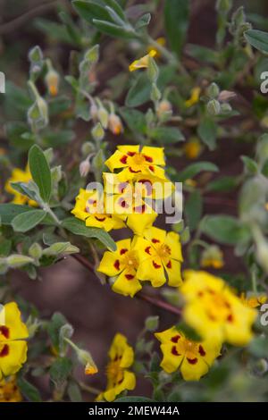 Halimium lasianthum subsp formosum Stock Photo - Alamy