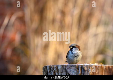 Single Sparrow bird perched on a tree branch Stock Photo - Alamy