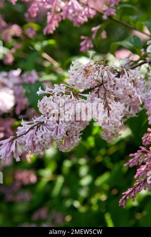 Syringa x prestoniae 'Audrey' Stock Photo - Alamy