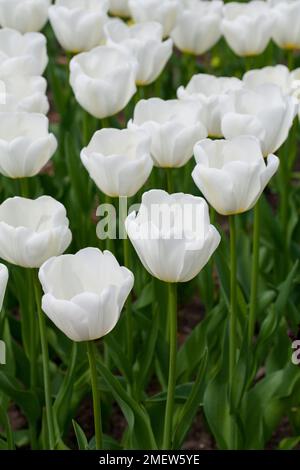 Tulipa 'Angels Wish' Stock Photo - Alamy