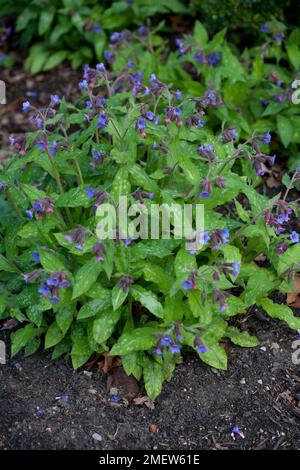 Pulmonaria Roy Davidson Stock Photo - Alamy