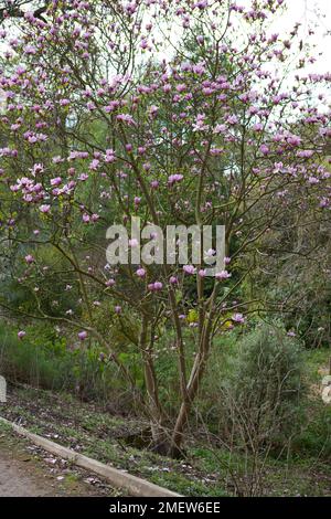 Magnolia Apollo pink tree flower Stock Photo - Alamy