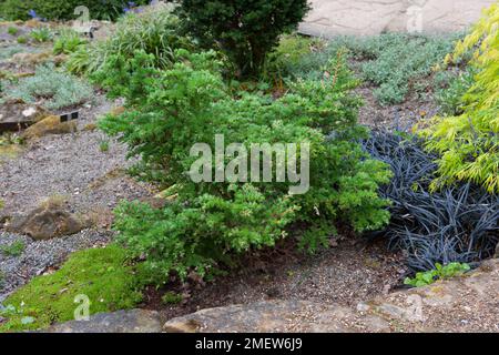 Larix Kaempferi blue dwarf. Dwarf Japanese Larch tree foliage changing ...