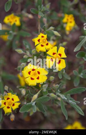 Halimium lasianthum subsp formosum Stock Photo - Alamy