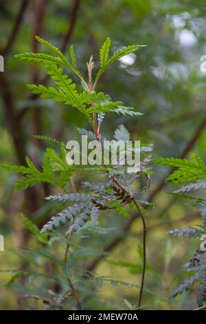 Lyonothamnus floribundus subsp. aspleniifolius Stock Photo - Alamy