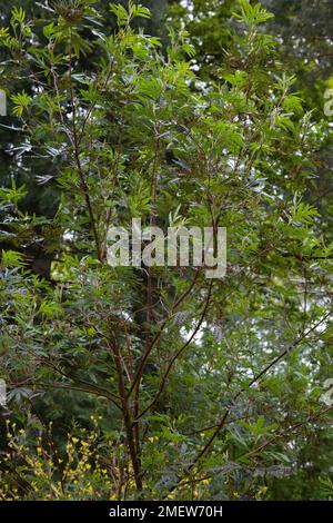 Lyonothamnus floribundus subsp. aspleniifolius Stock Photo - Alamy