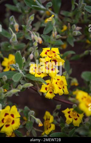 Halimium lasianthum subsp formosum Stock Photo - Alamy