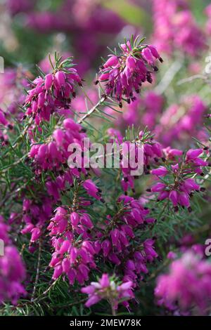 Erica carnea 'Myretoun Ruby' Stock Photo - Alamy