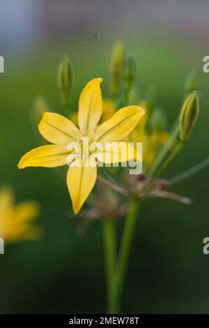 (Bloomeria crocea crocea Stock Photo - Alamy