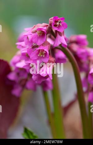 Bergenia 'Bressingham Ruby' Stock Photo - Alamy