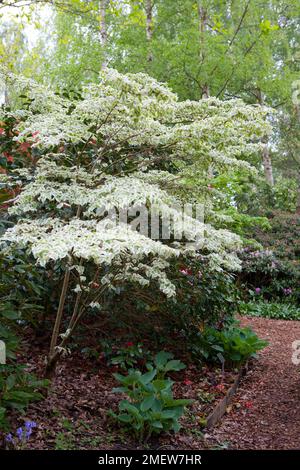 Cornus kousa 'Snowboy' Stock Photo - Alamy