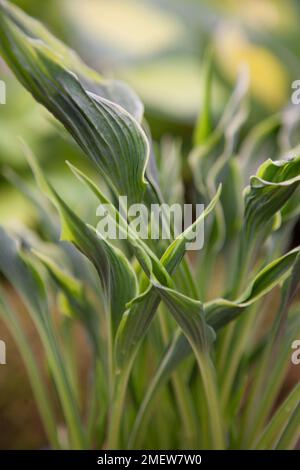 Hosta 'Hands Up' Stock Photo - Alamy