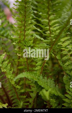 Dryopteris x complexa 'stablerae' Stock Photo - Alamy