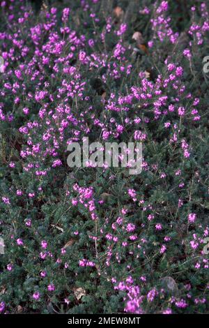 Erica x darleyensis "Kramer's Rote Stock Photo - Alamy