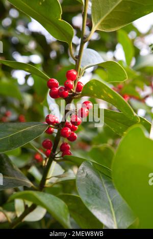 Ilex x altaclerensis 'Wilsonii' Stock Photo - Alamy