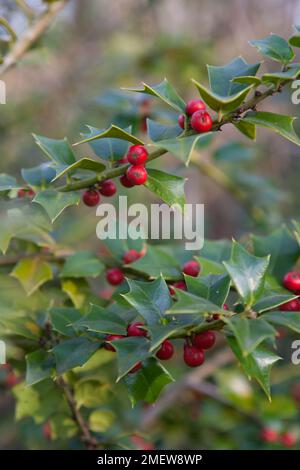 Ilex 'Lydia Morris' Stock Photo - Alamy