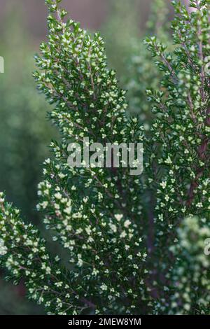 Erica arborea 'Estrella Gold' Stock Photo - Alamy