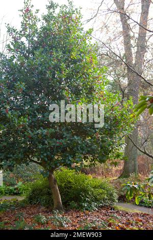 Ilex x altaclerensis 'Wilsonii' Stock Photo - Alamy