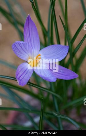 Crocus imperati subsp suaveolens 'De Jager' Stock Photo - Alamy