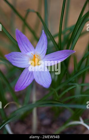 Crocus imperati subsp suaveolens 'De Jager' Stock Photo - Alamy