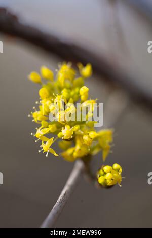 Cornus officinalis 'Kintoki' Stock Photo - Alamy