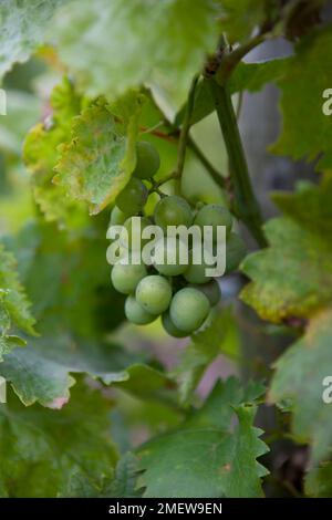 Vitis vinifera 'Schiava Grossa' Stock Photo - Alamy