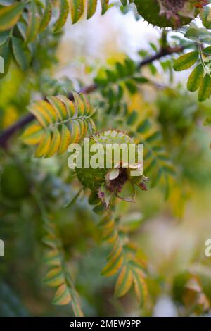 Rose flower (Rosa roxburghii Stock Photo - Alamy