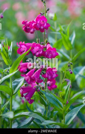 Penstemon 'Rich Ruby' Stock Photo - Alamy