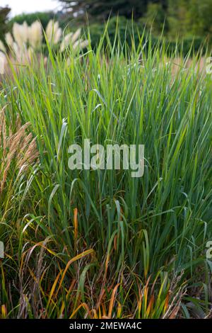 Panicum virgatum 'Dallas Blues' Stock Photo - Alamy