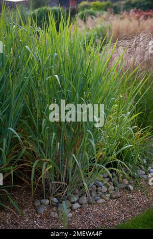 Panicum virgatum 'Dallas Blues' Stock Photo - Alamy