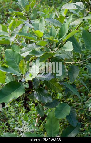 Magnolia delavayi flowering Stock Photo - Alamy