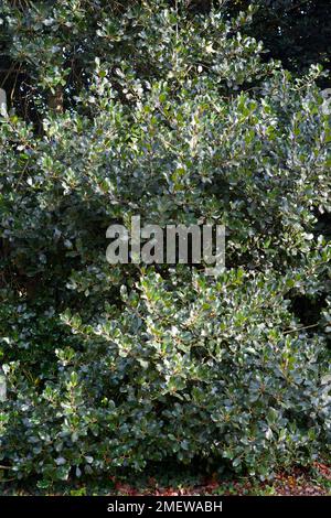 Ilex x altaclerensis Stock Photo - Alamy