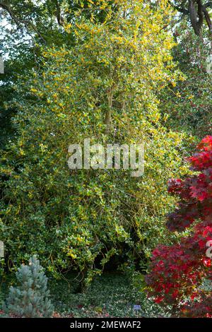 Ilex aquifolium 'Pyramidalis Fruchlu Luteo' Stock Photo - Alamy