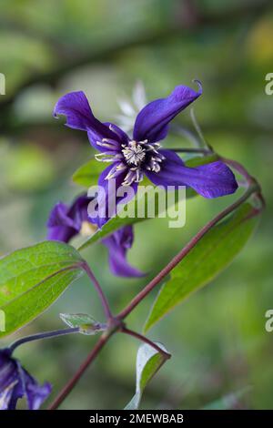 Clematis Petit Faucon 'Evisix' Stock Photo - Alamy