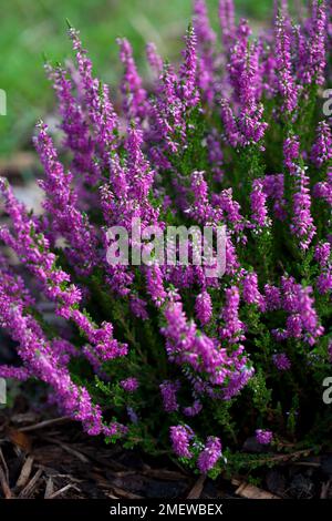 Calluna vulgaris 'Dark Star' Stock Photo - Alamy