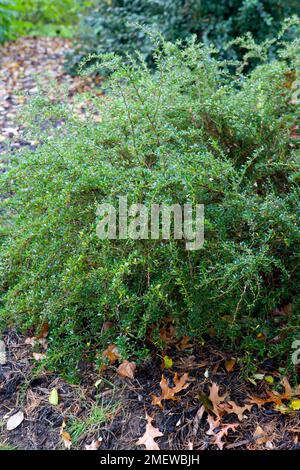 Berberis x stenophylla 'Irwinii' Stock Photo - Alamy