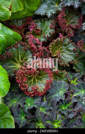 Begonia 'Ricky Minter' Stock Photo - Alamy