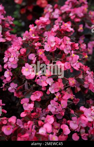 Begonia Semperfloren Devil Neon Rose Stock Photo - Alamy